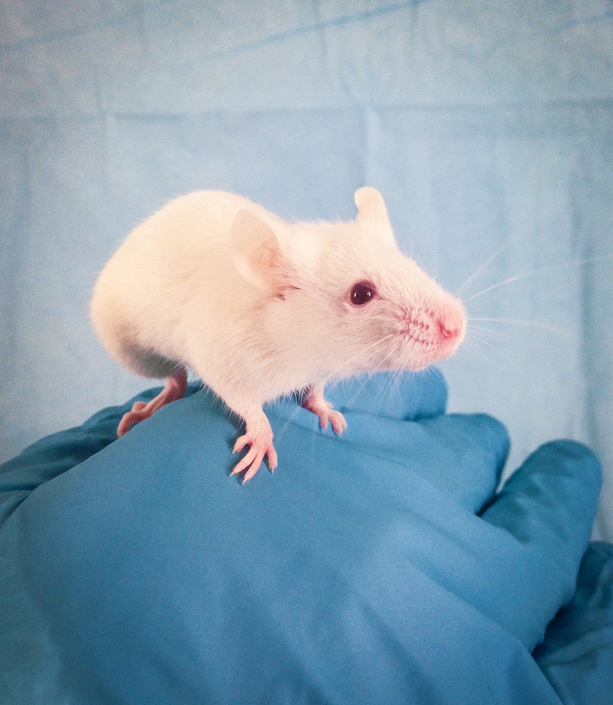 Mice with a human immune system help research into cancer and infections